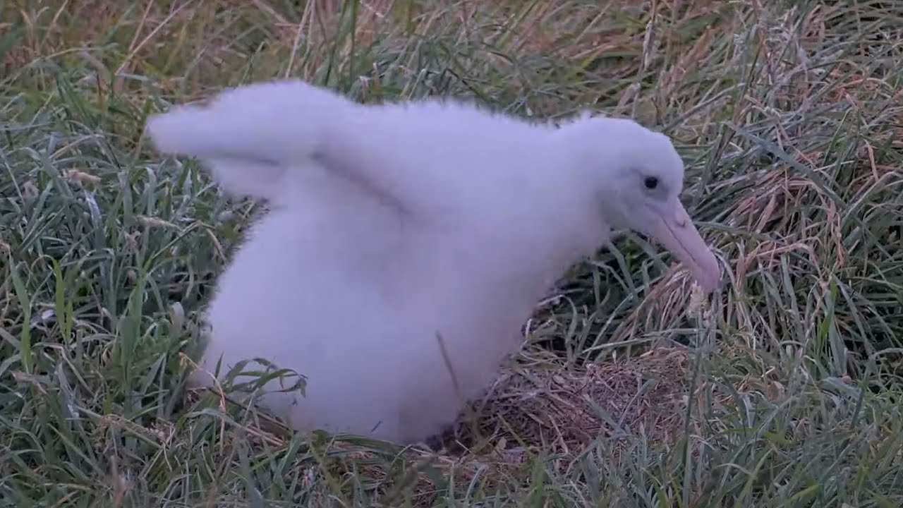 Royal Albatross Chick Flaps Tiny Wing Nubs In New Zealand | DOC ...