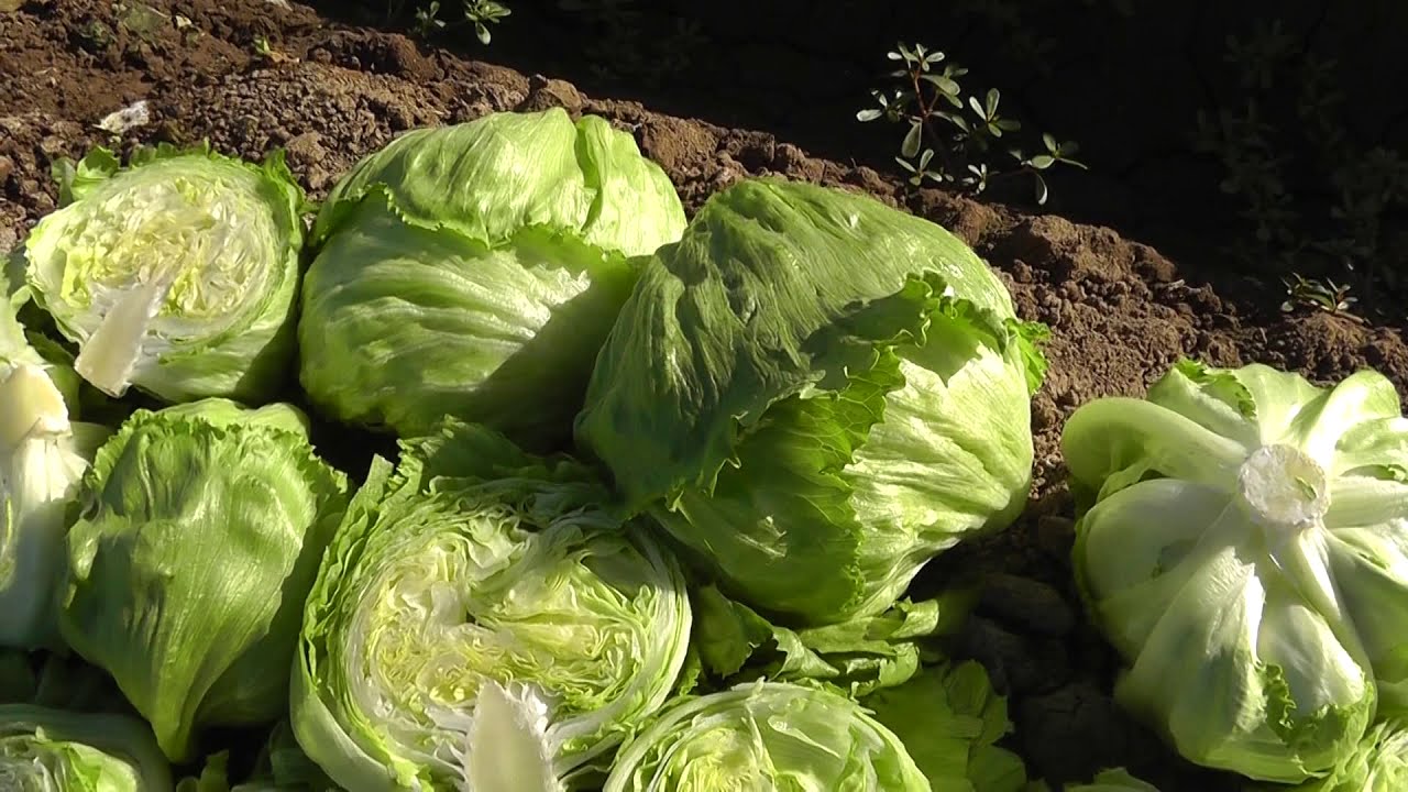 LIVE FROM THE FIELDS: Iceberg Lettuce in Yuma, Arizona - YouTube