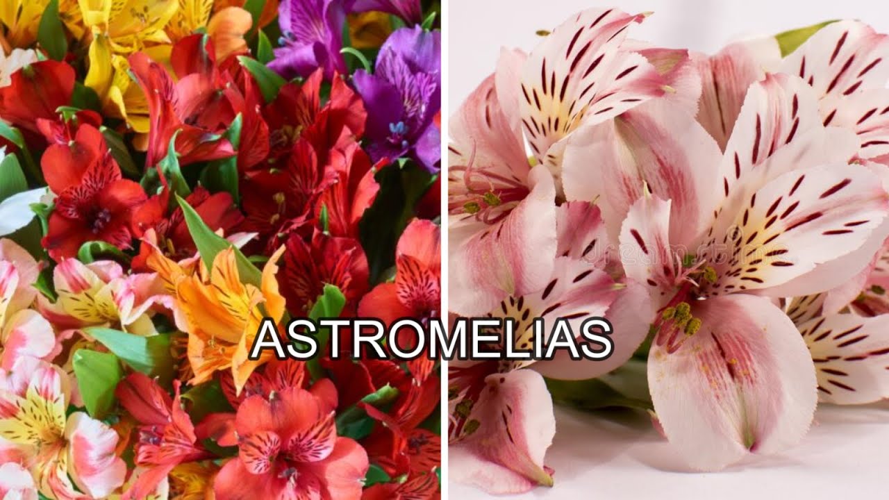 ASTROMELIA: CUIDADOS Y TRANSPLANTE - YouTube