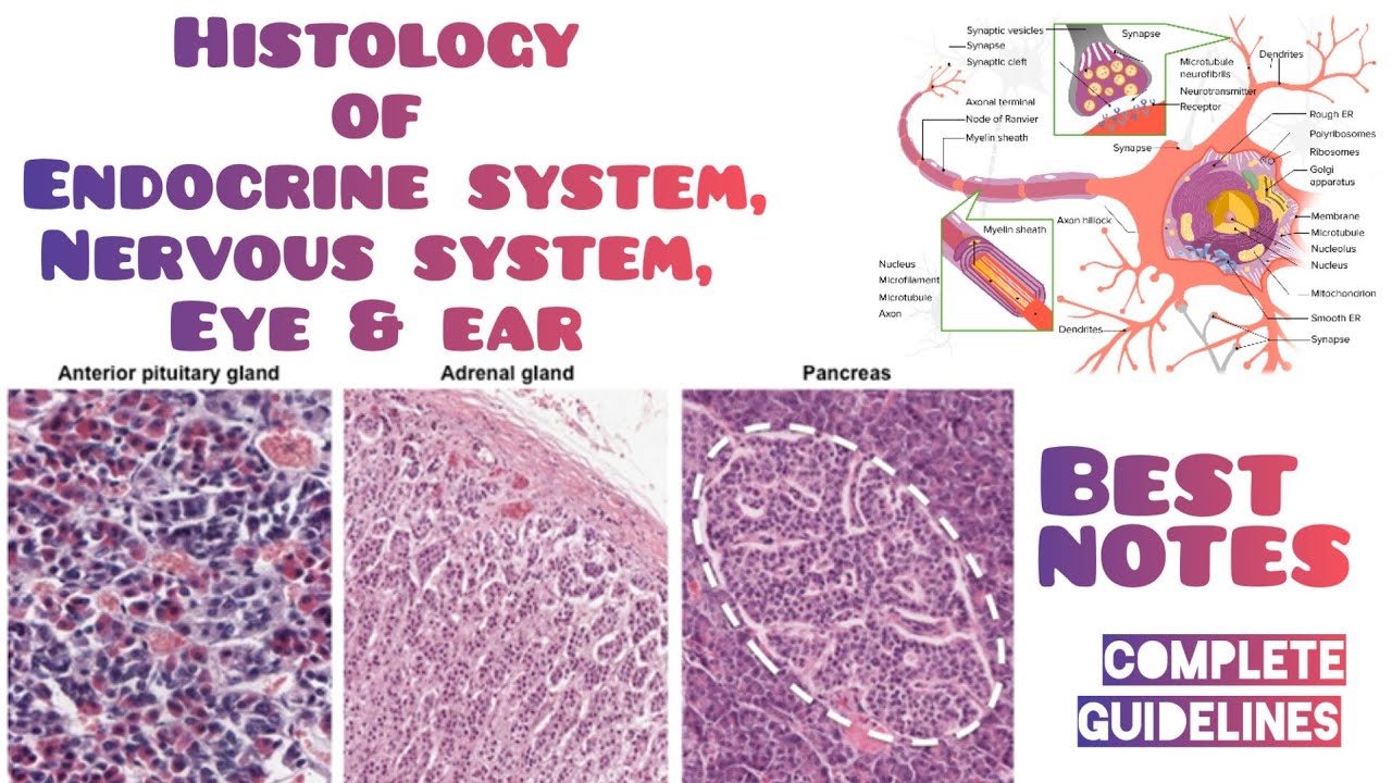 HISTOLOGY OF ENDOCRINE SYSTEM, NERVOUS SYSTEM, EYE & EAR | BEST NOTES ...