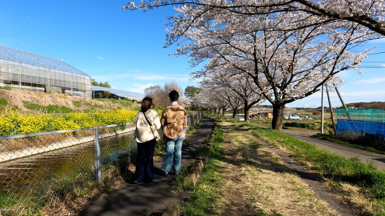 Beautiful spring seasion in Japan countryside village cherry blossoms ...
