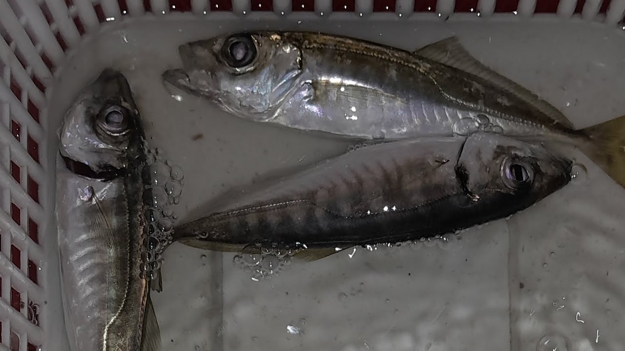 TÜRKİYE ve GÜRCİSTAN MAÇI ÖNCESİ VE SONRASI BALIK PEŞİNDE OLMAK # ...