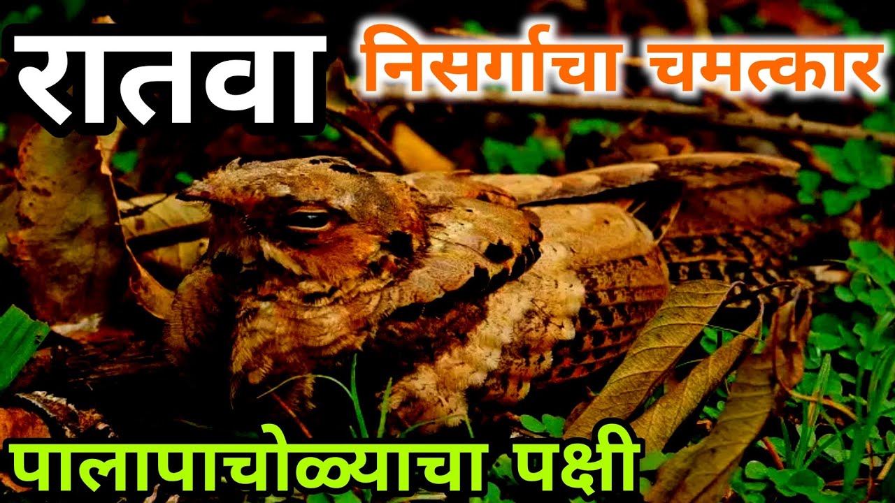 ratwa pakshi chi mahiti | ratwa pakshi vishay mahiti | ratwa pakshi ...