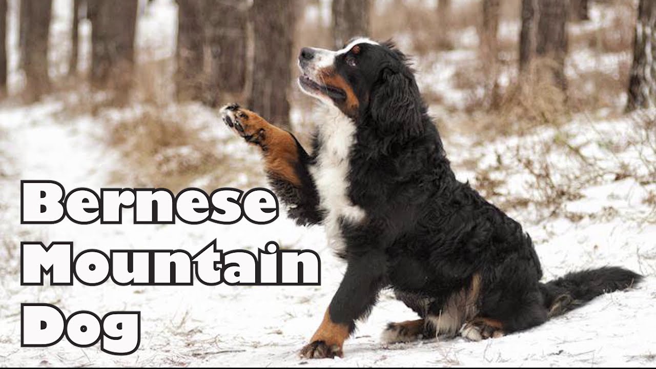 Podcast 95: Bernese Mountain Dog History | From working dogs to devoted ...