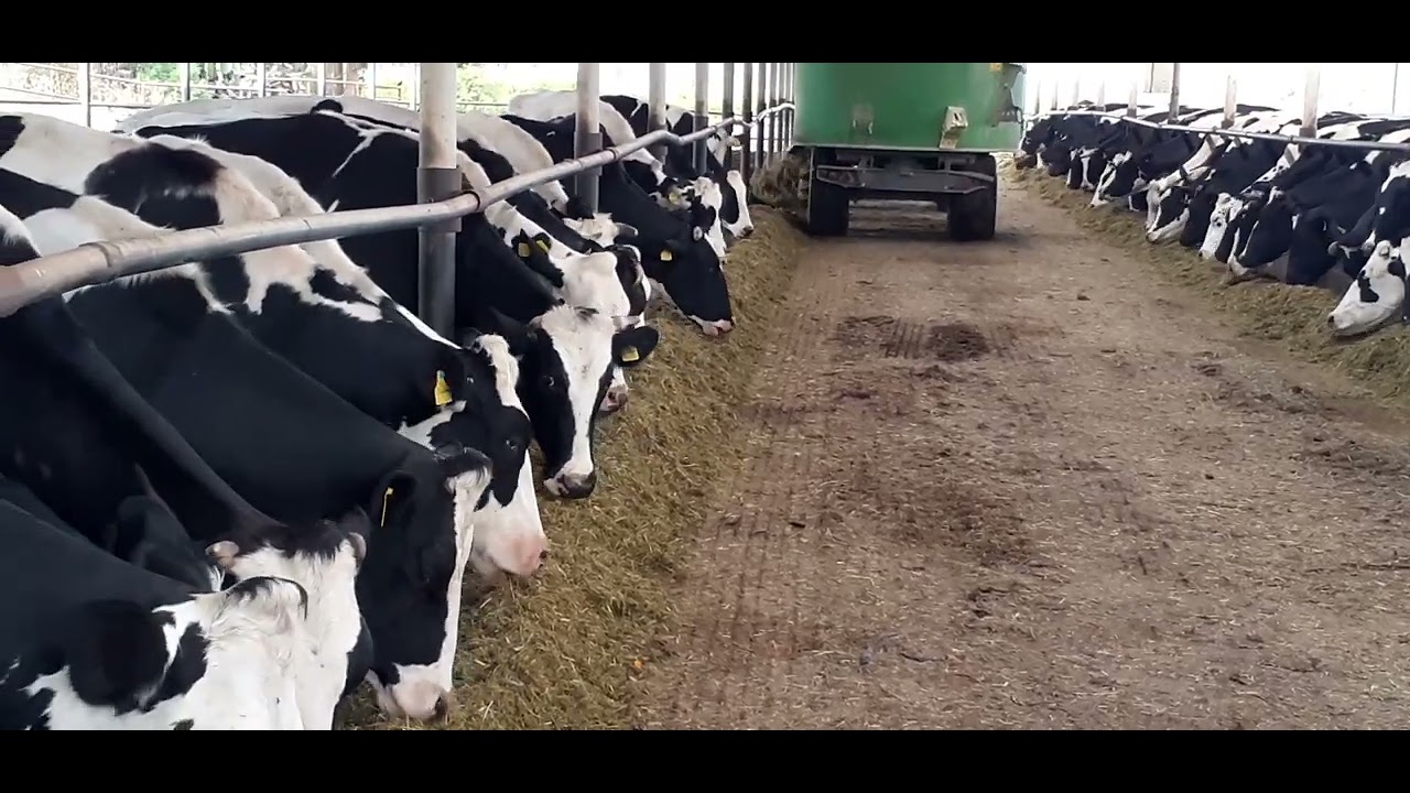 Farming Turkish cow mission technology is food - YouTube