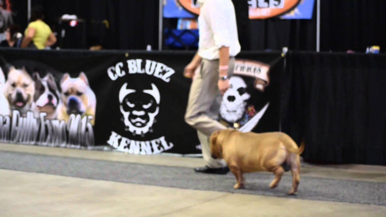 Best Grand Champion Show 2, Arizona bully show - YouTube