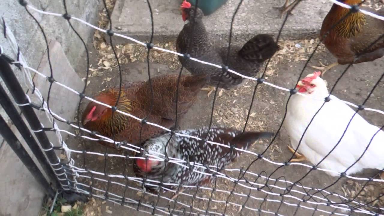 Chicken Stampede! - YouTube