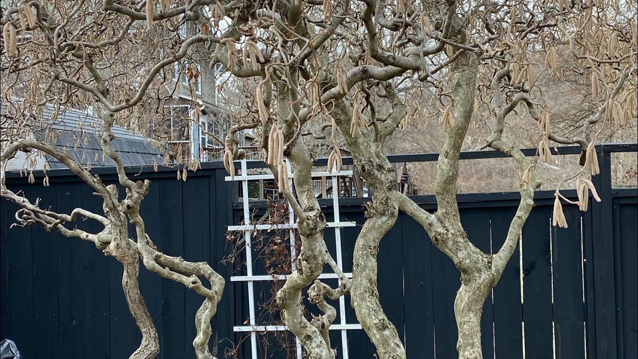 PRUNING THE HARRY LAUDER’S WALKING STICK OR CONTORTED FILBERT. - YouTube