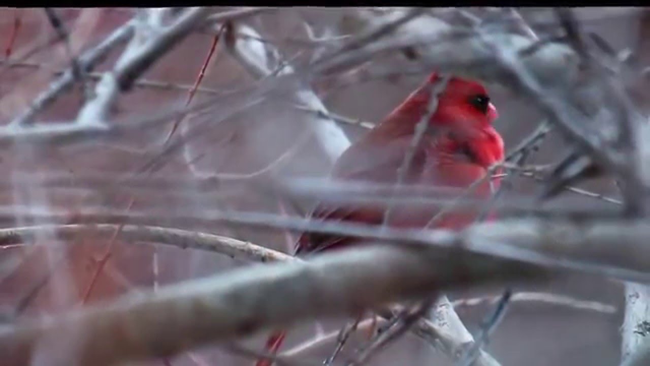 plump crimson red cardinal - YouTube