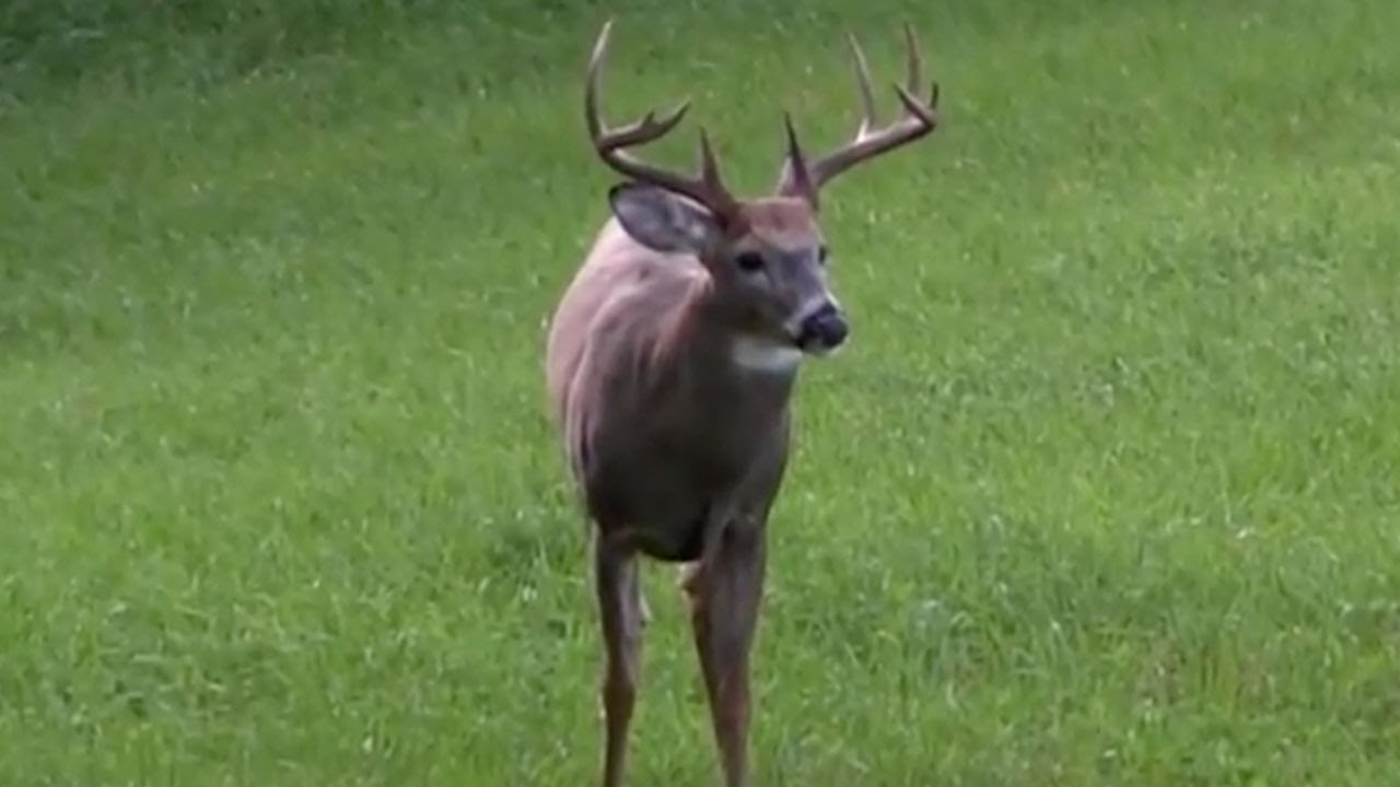 Season 8 Episode 3 - Early Season Archery - YouTube