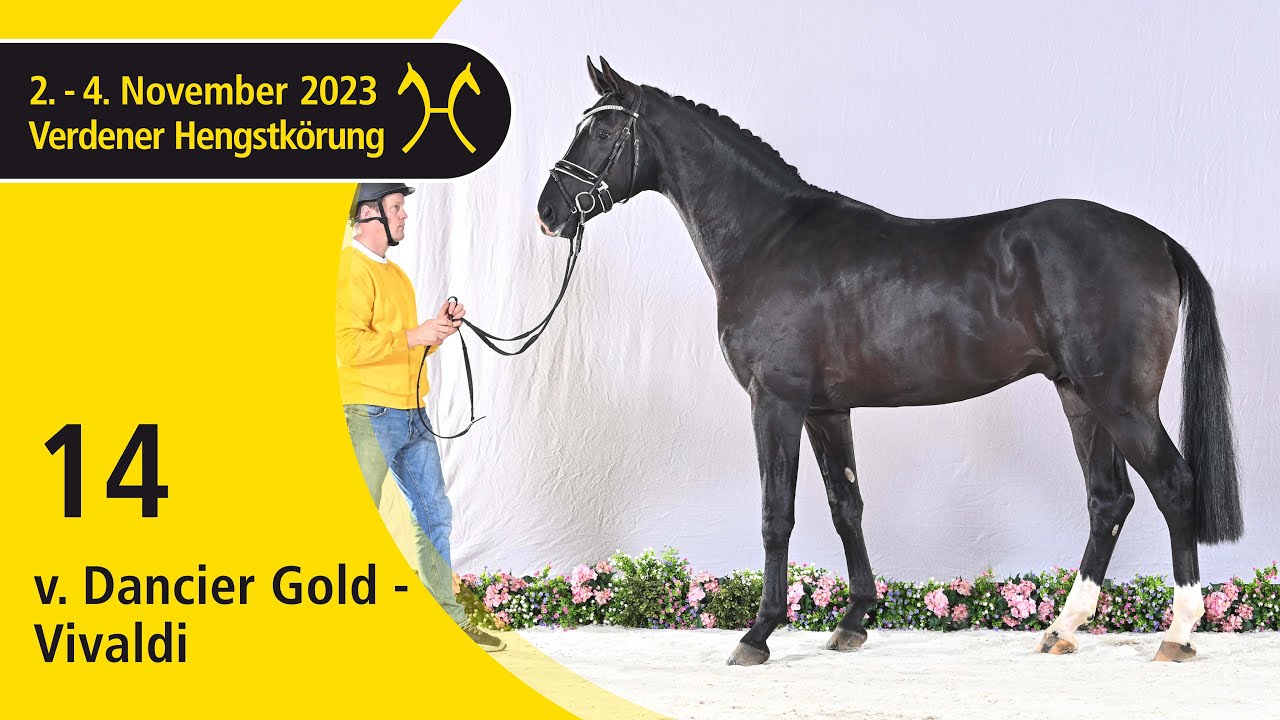 Verden Stallion Licensing 2023 - Dressage - Nov. 2-4 - No. 14 Stallion ...