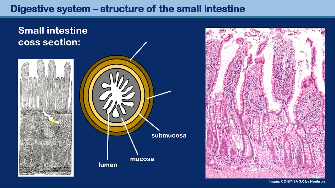 Digestive System: intestine cross section - YouTube