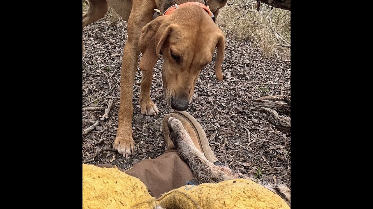 Two hour bobcat race - YouTube