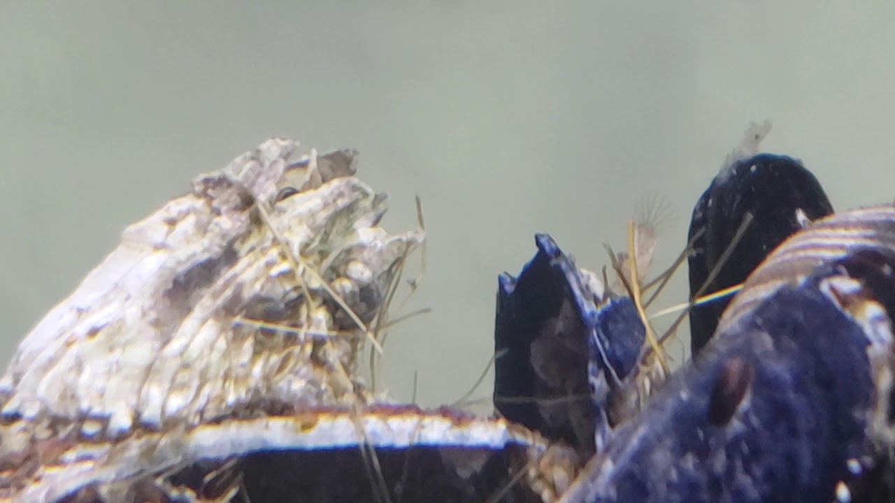 Baby gooseneck barnacle - YouTube