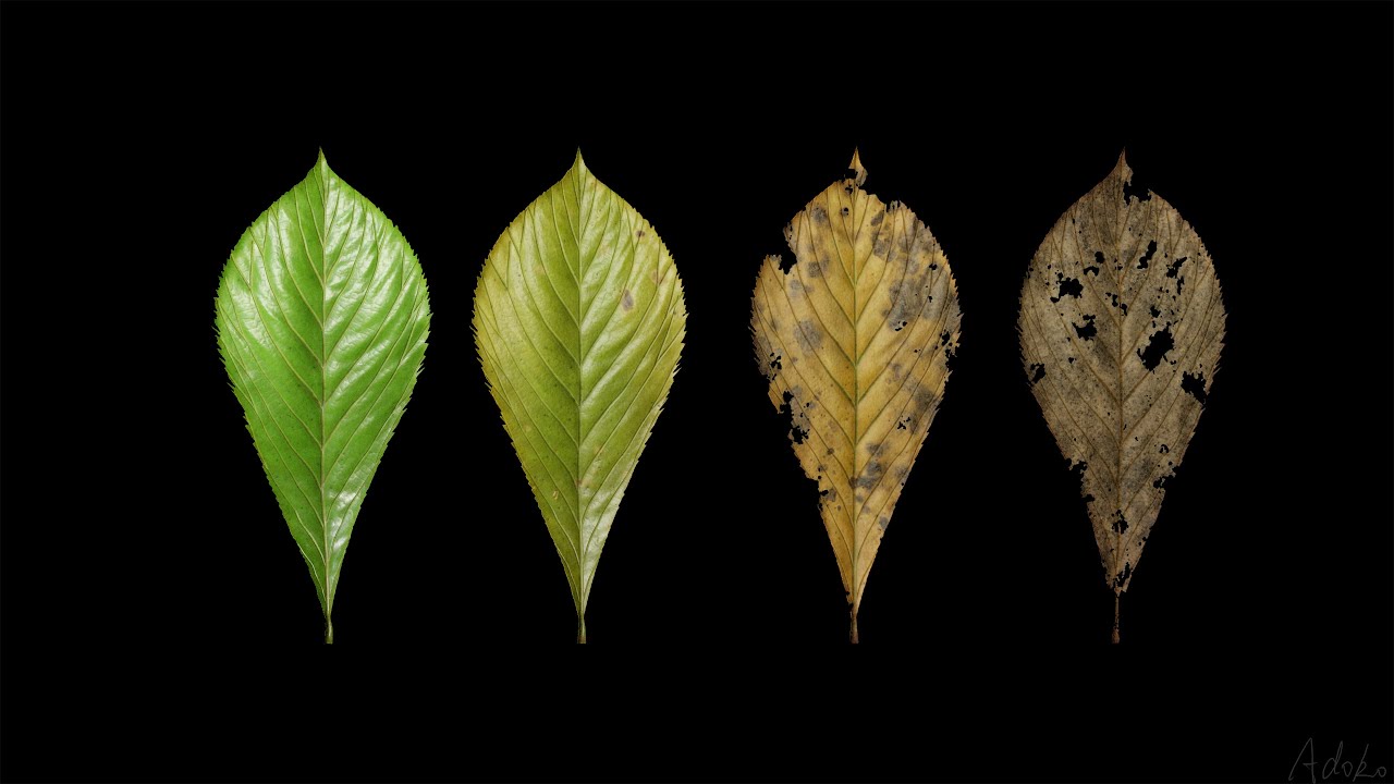 leaf generator substance designer material - YouTube