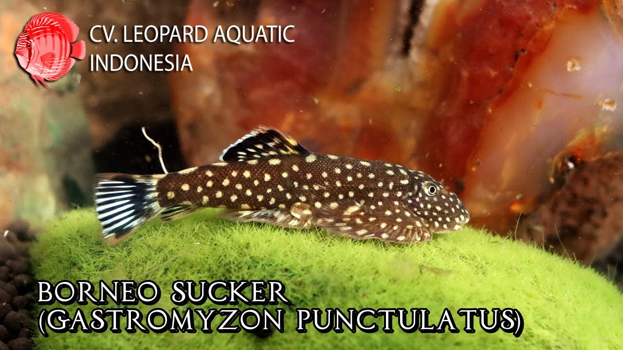 Gastromyzon punctulatus. The BORNEO Sucker that everybody loves ...