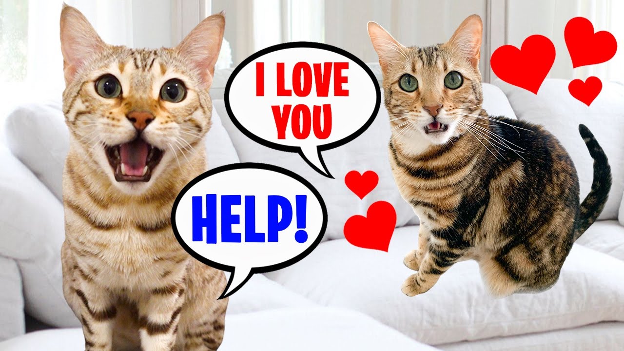 I Took My Cat On A Date.. - YouTube