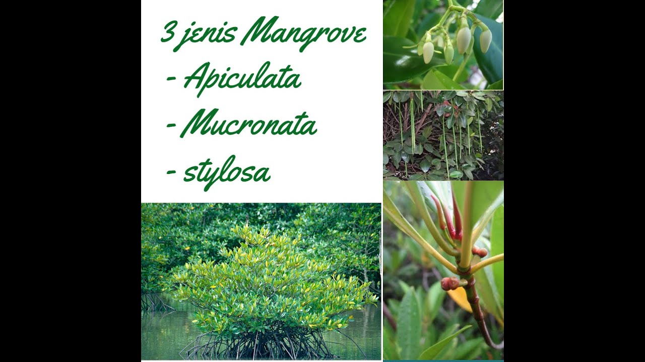 Mengenal tiga jenis Mangrove Rhizophora - YouTube