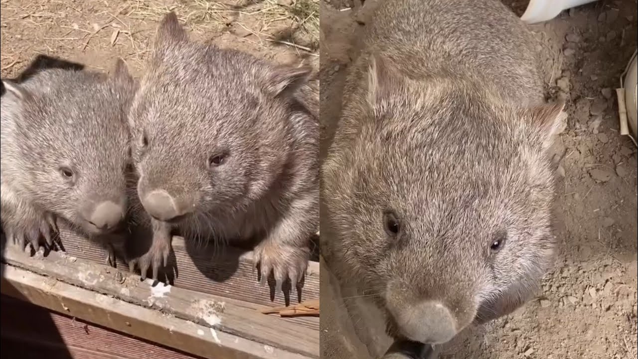 Cutest Wild Animal That You Need To Know | Funny Wombat Videos - YouTube