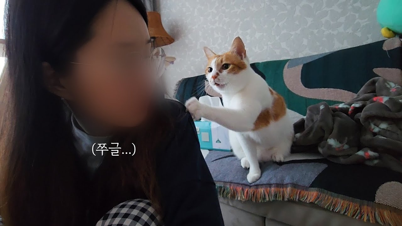 엄마바라기 고양이가 묘생 처음으로 엄마한테 버럭 화낸 이유는 🤣🤣 Youtube