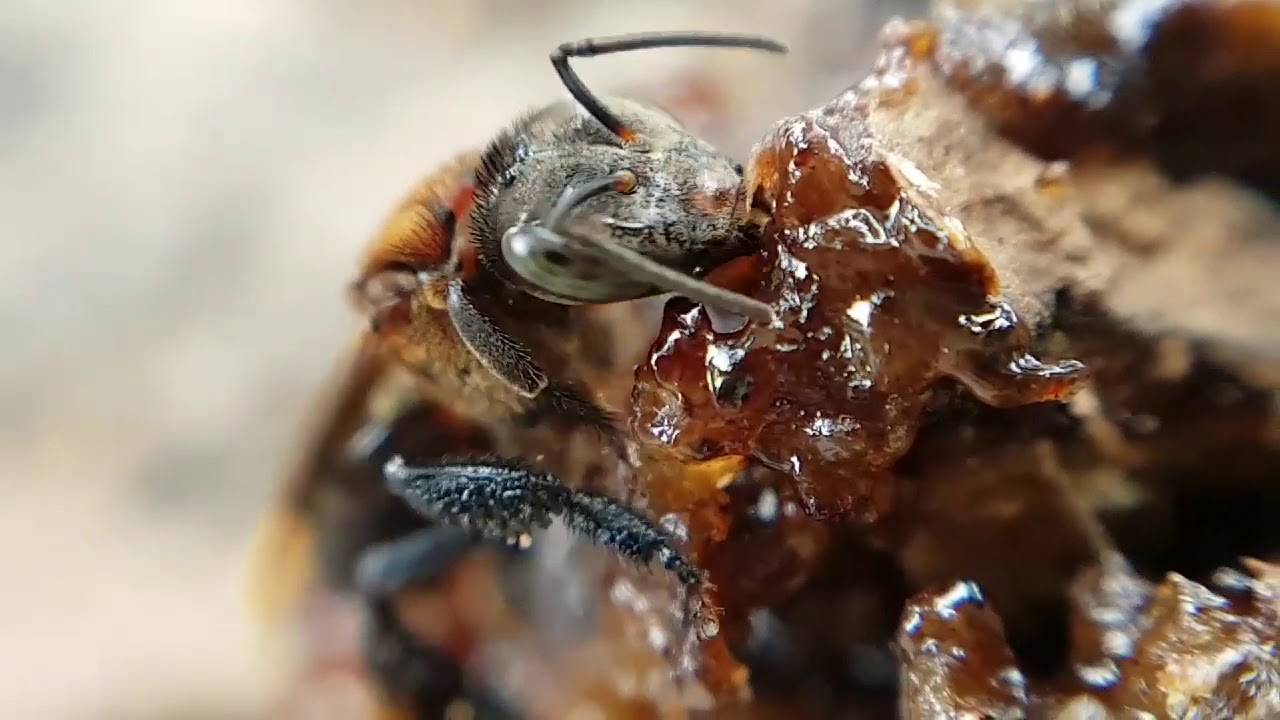 Kelulut Thoracica & Resin(getah) - YouTube