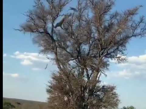 Impossible jump’: Leopard’s ‘incredible backflip’ leaves netizens stunned; watch  A video of a leopa