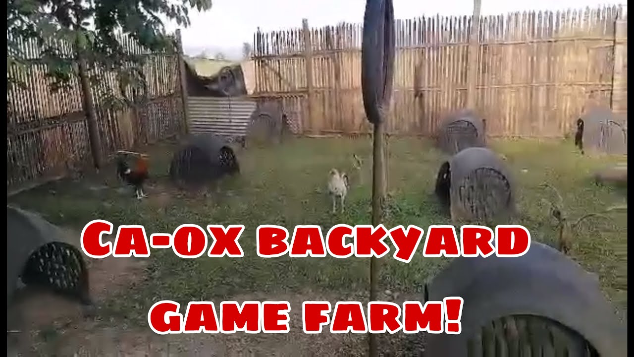 CA-OX BACKYARD GAME FARM! - YouTube