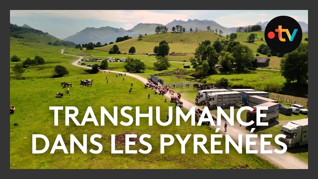 Transhumance et marquage des troupeaux dans les Pyrénées - YouTube