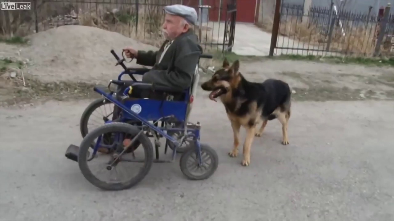 Dog pushing wheelchair for his human - YouTube