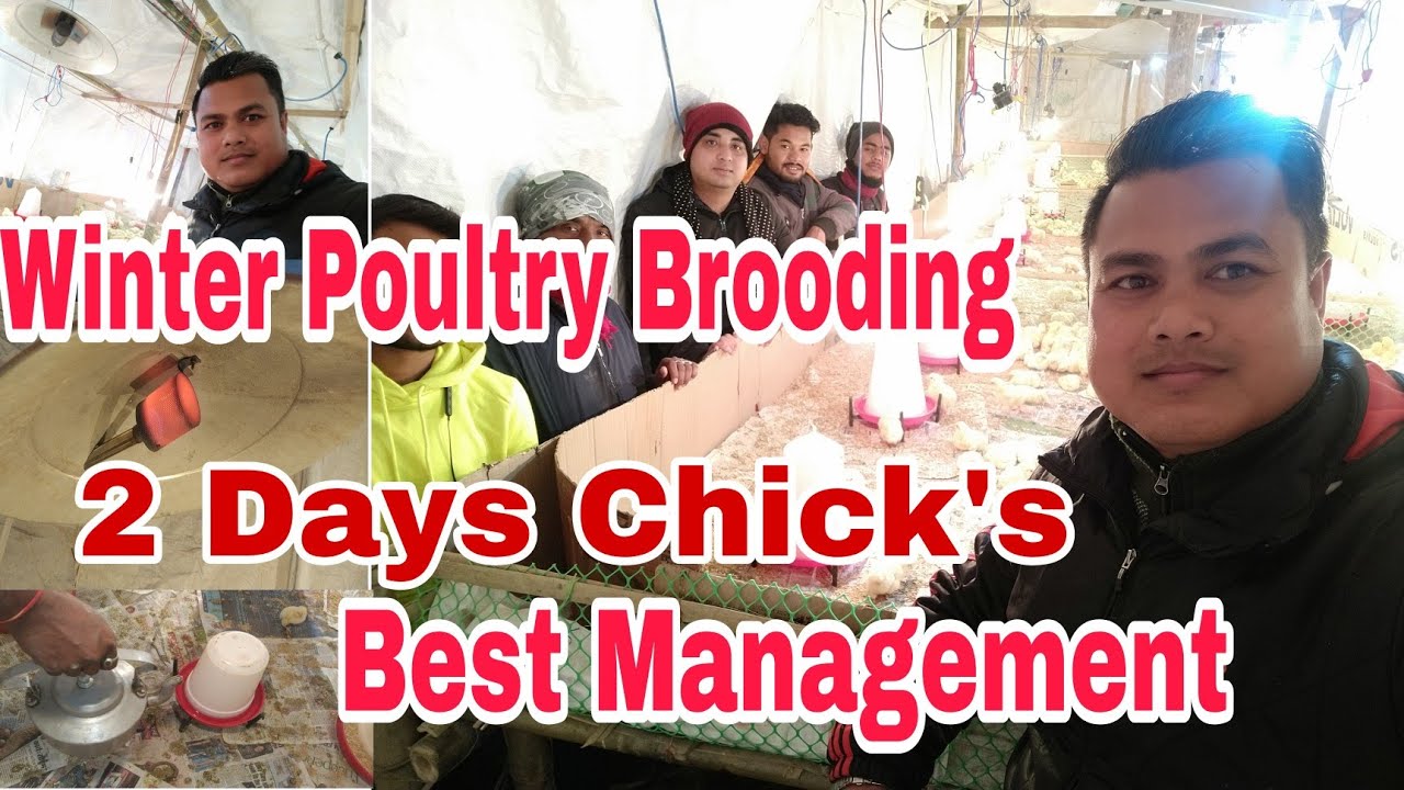 Winter Poultry Brooding II 2 Days Chick's II Gas Brooding Management ...