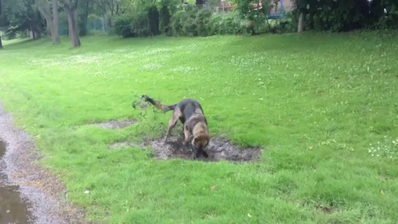 GERMAN SHEPHERD LOVES MUD BATH - YouTube