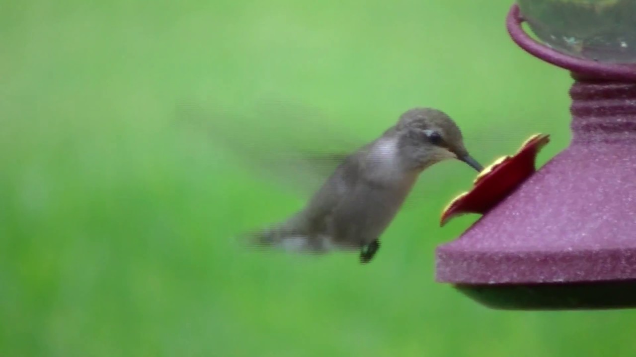 hummingbirds 2017 06 26 0005 - YouTube
