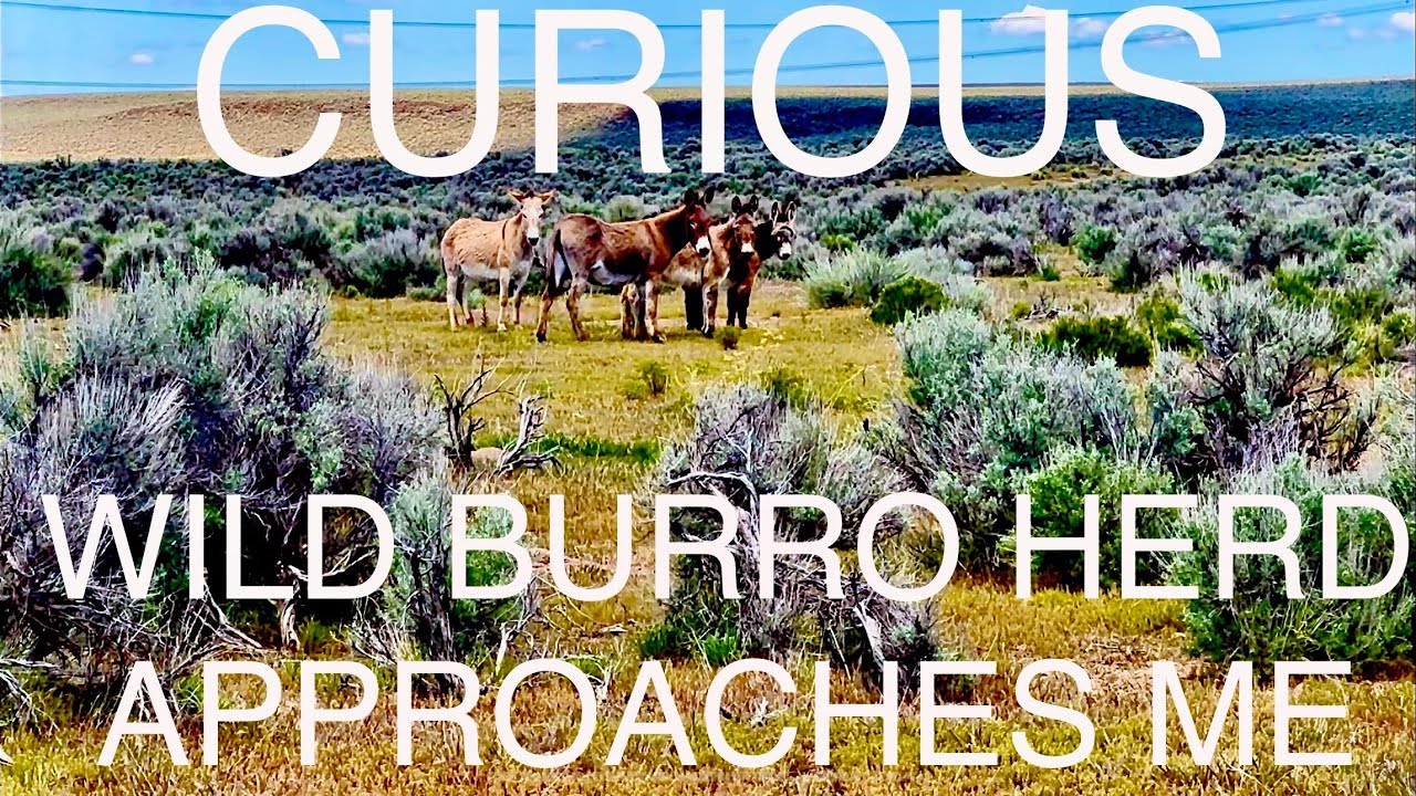 A Curious Wild Burro Herd Approaches Me - YouTube