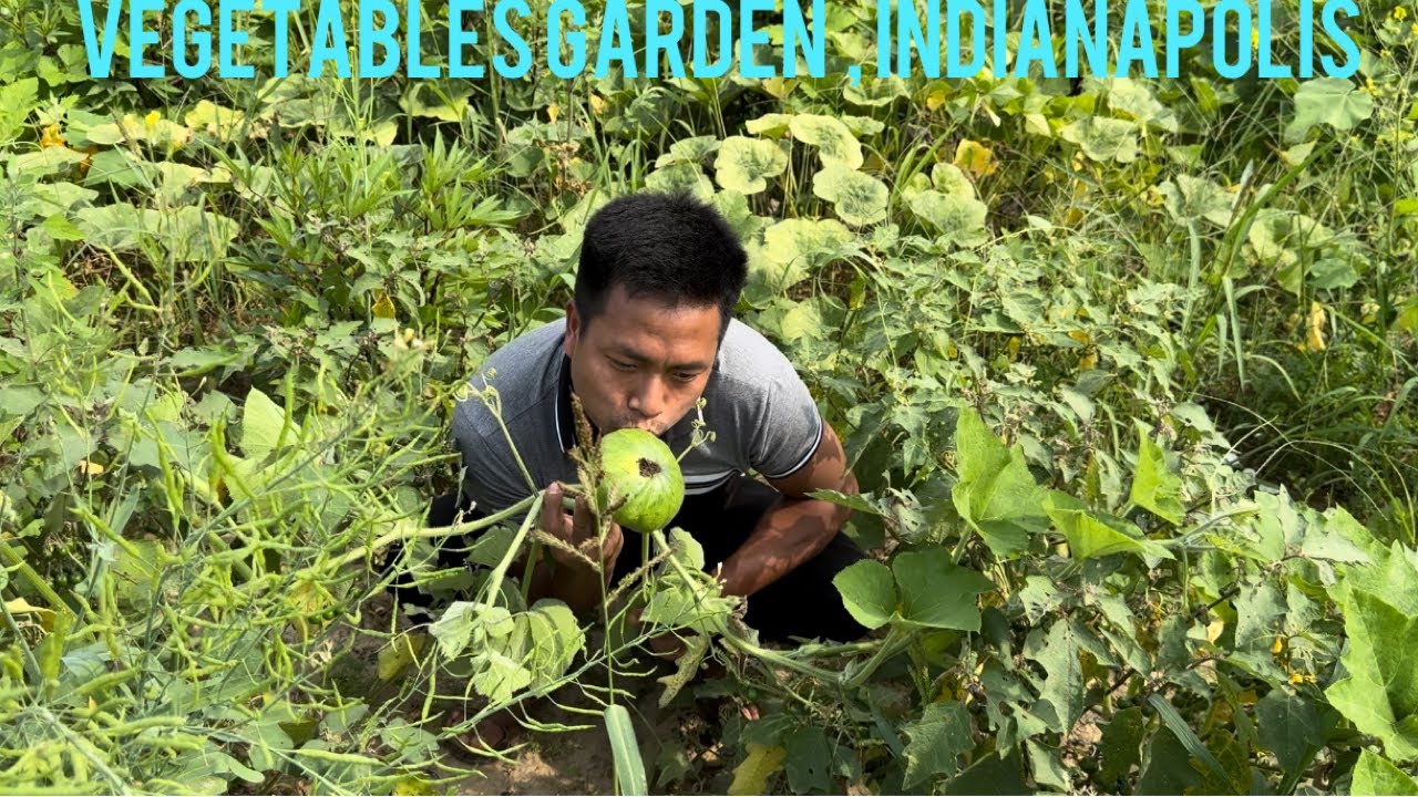 Vegetable Garden ( Pu Bawi Cung ) Indianapolis - YouTube