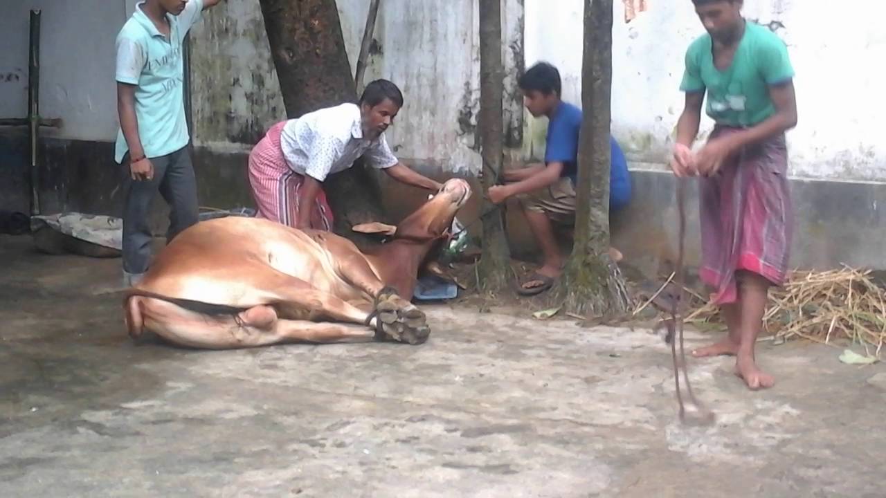 Some stupid cow cutters give the cow so much pain the cow started to ...