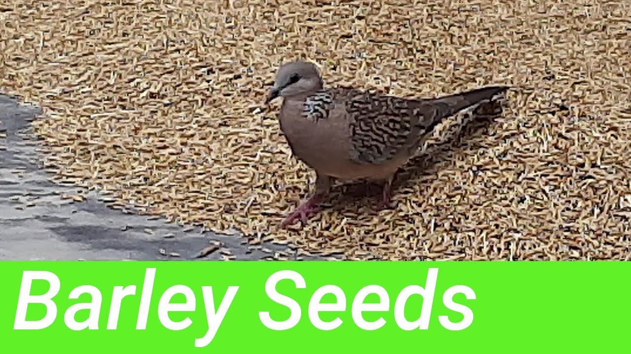 Drying and Storing Raw Barley Seeds - YouTube