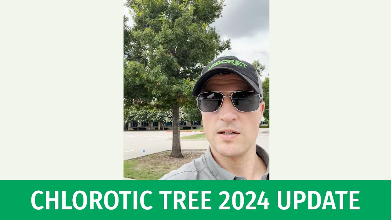 Chlorotic Oak Tree Follow Up 2024 - YouTube