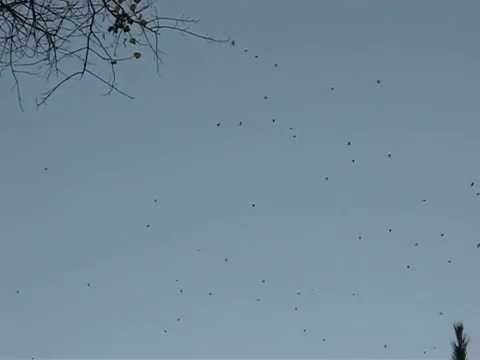 palombes en migration au Domaine de Maysou-Haut - YouTube