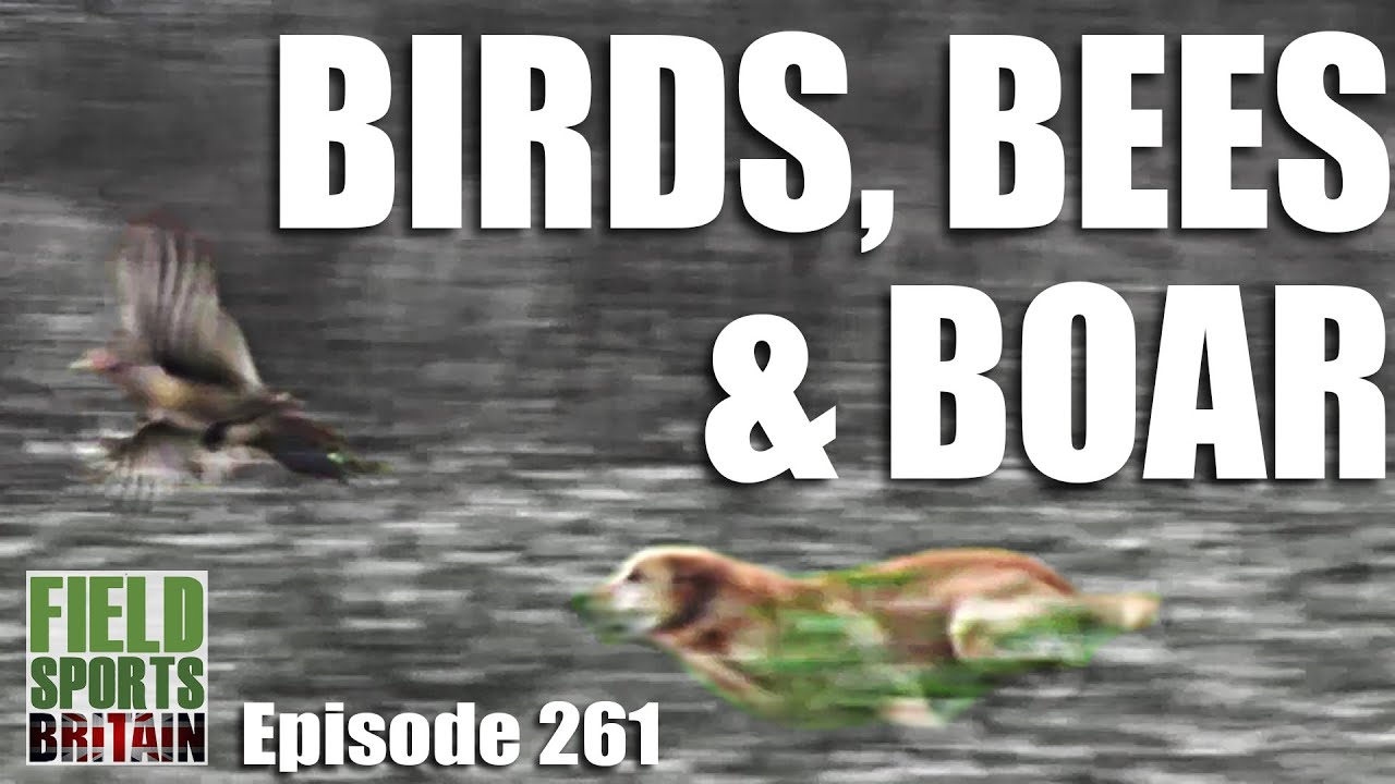 Fieldsports Britain - Birds, Bees & Boar - YouTube