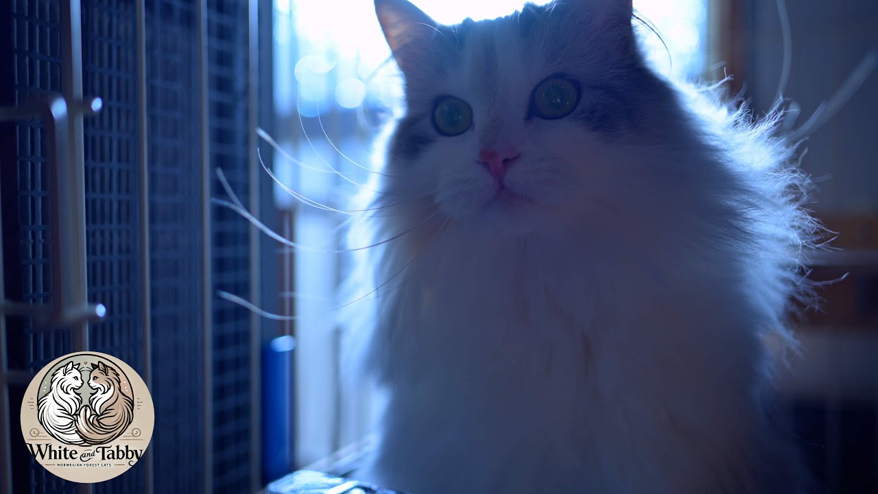 Good Morning, Fluffy Cats- A Gentle Awakening | 22 months old Fluffy ...