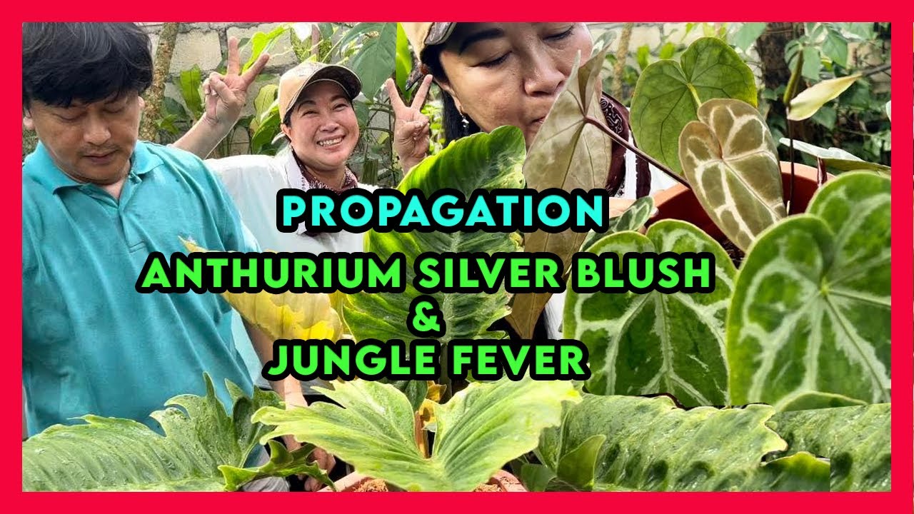 Propagation of Beautiful Anthurium Silver Blush and Amazing Jungle ...