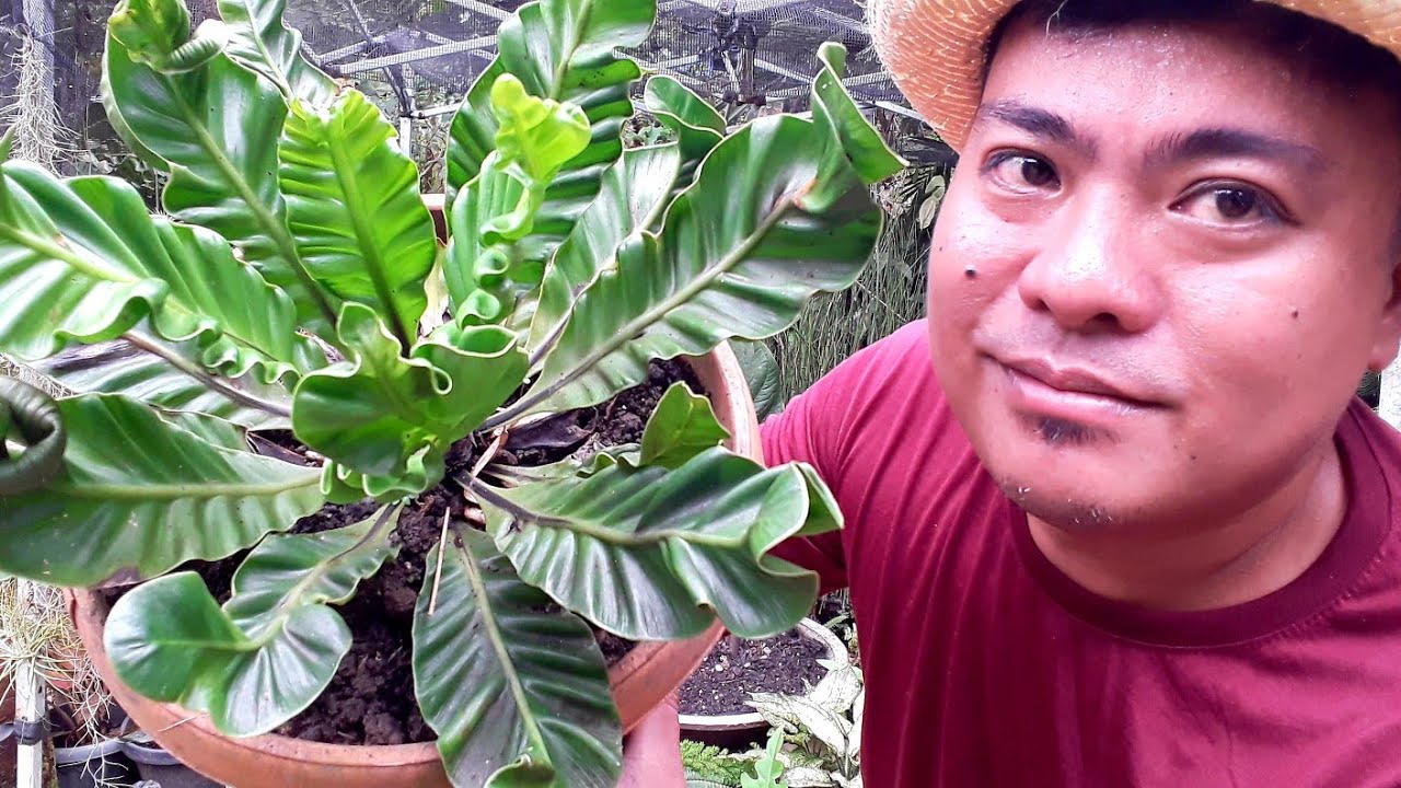 ASPLENIUM NIDUS (cobra fern/ birds nest fern). - YouTube