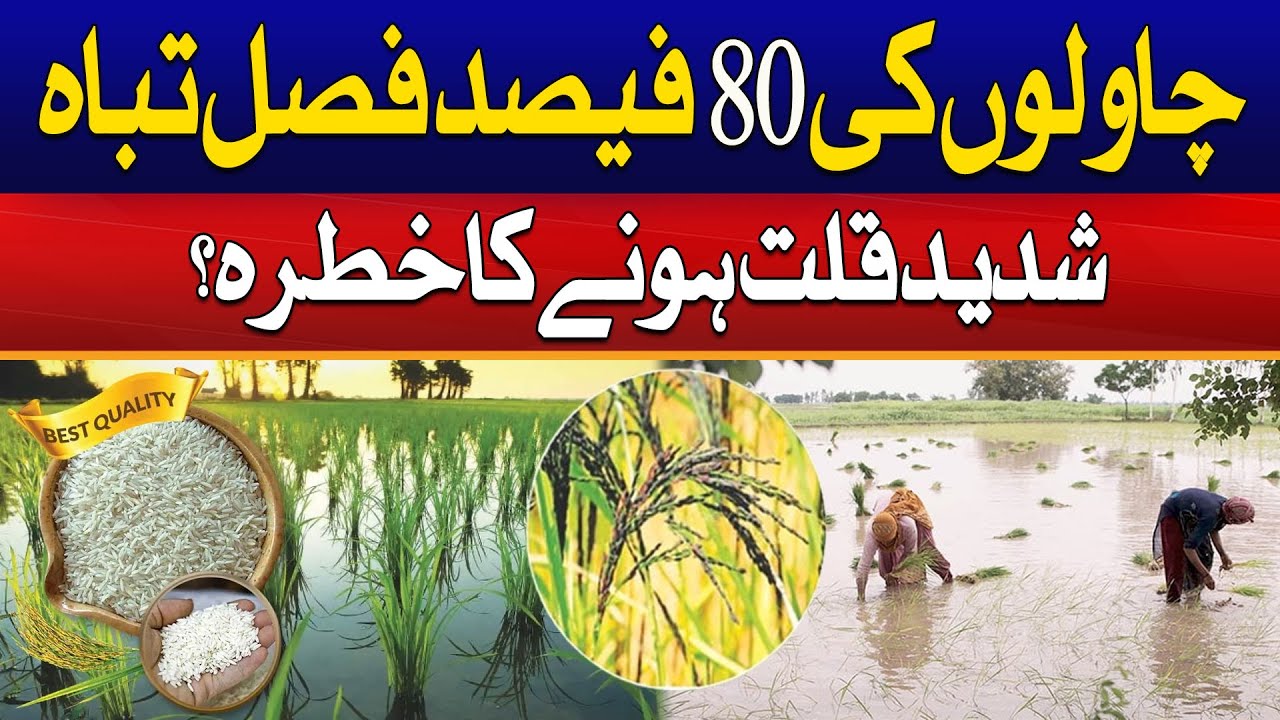 80 Percent Rice Crop Has been Destroyed | Danger Of Severe Shortage ...