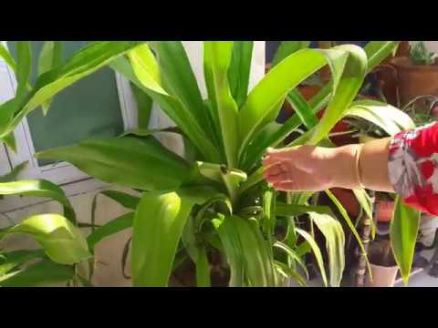 How to Grow and Care Sudarshan Plant || Fun Gardening || 20 Aug, 2017 ...