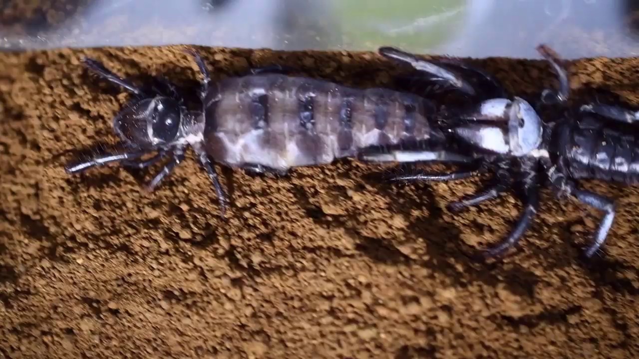 ブラックキラーヒヨケムシ（Rhagodes sp.）の交接 - YouTube