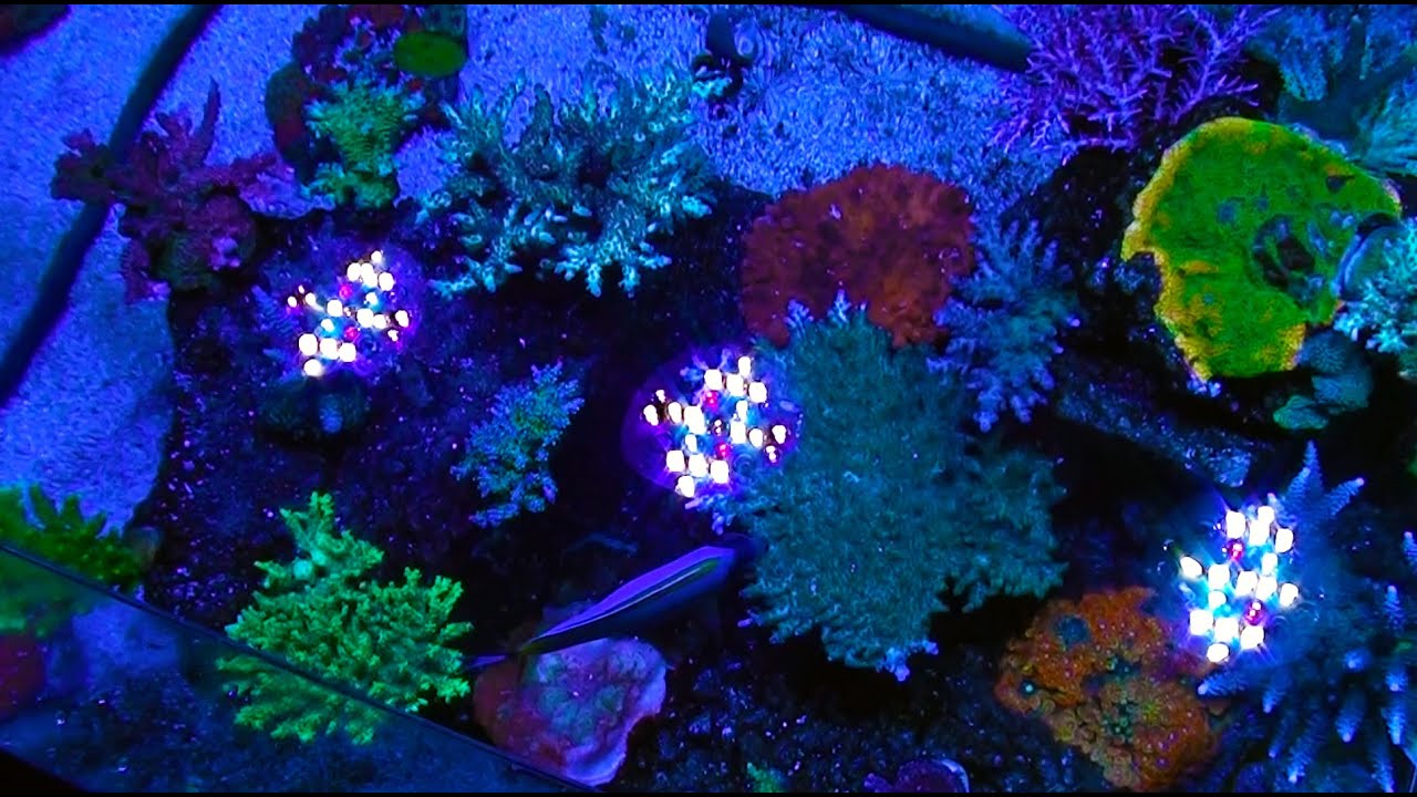 SPS growth and color under LED Top down and FTS - YouTube