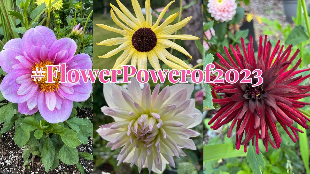 Unveiling the Flower Power of 2023: A Blooming Revolution! # ...