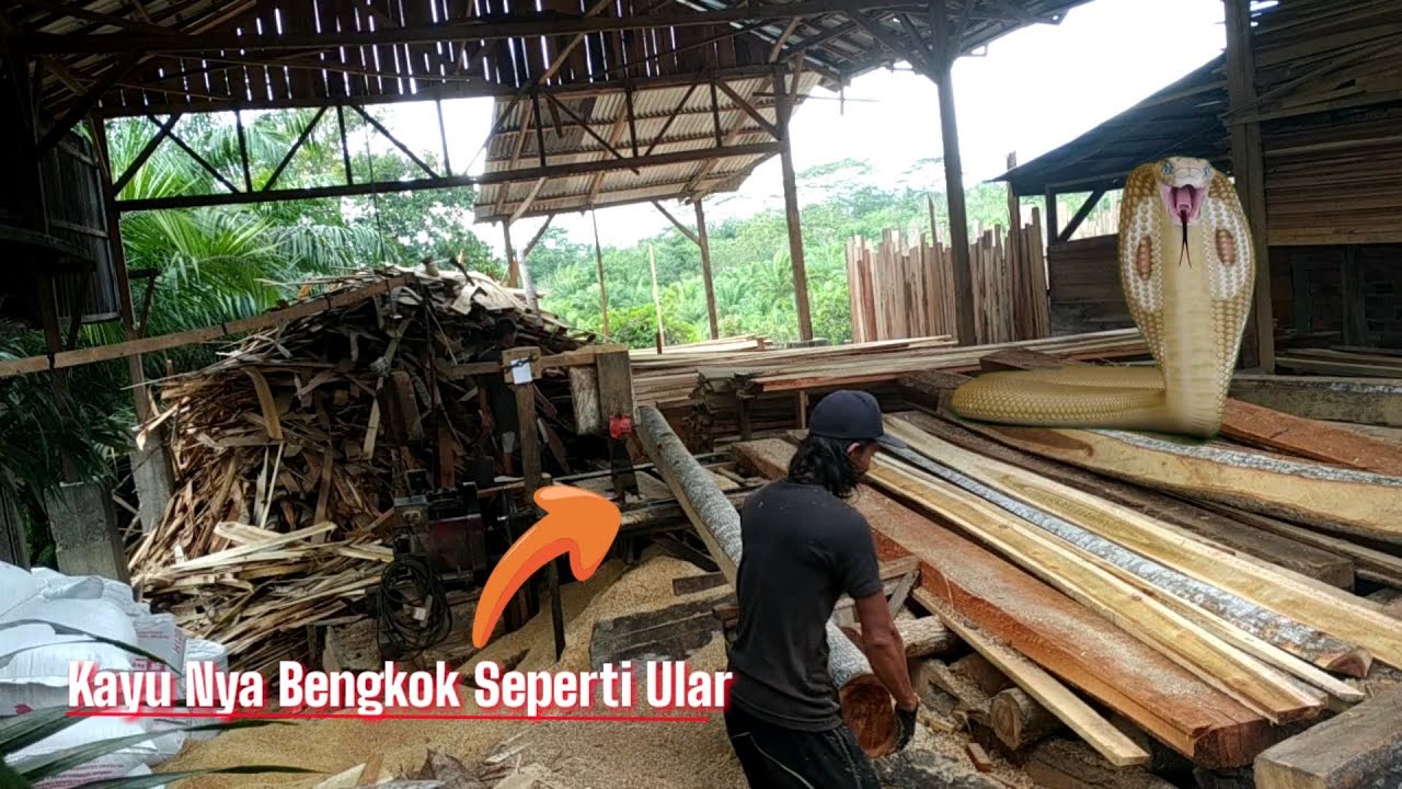 Belah Kayu Bengkok Seperti Ular Menjadi Bengkok - Meja Serkel Kayu ...