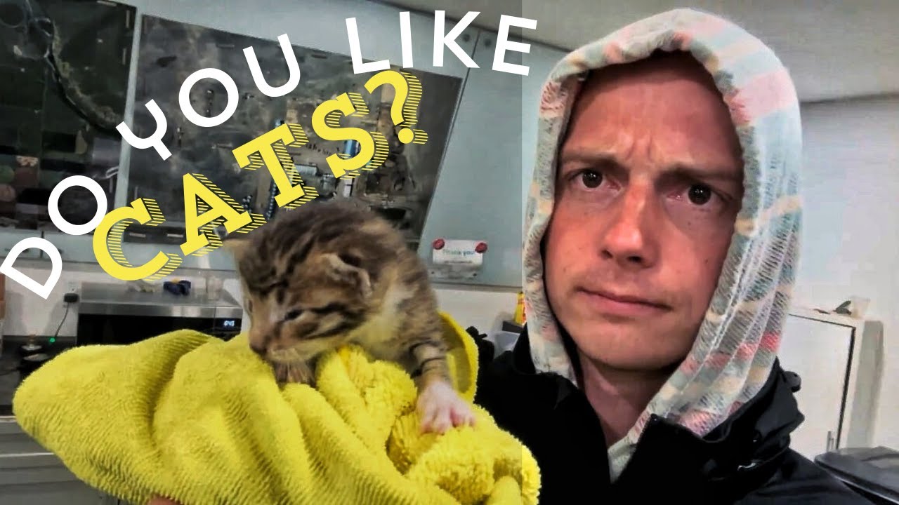 Meet Farmer Dave's Cats! - YouTube