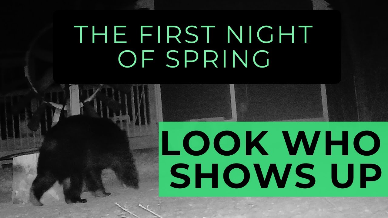 The First Night of Spring: Look Who Shows Up - YouTube
